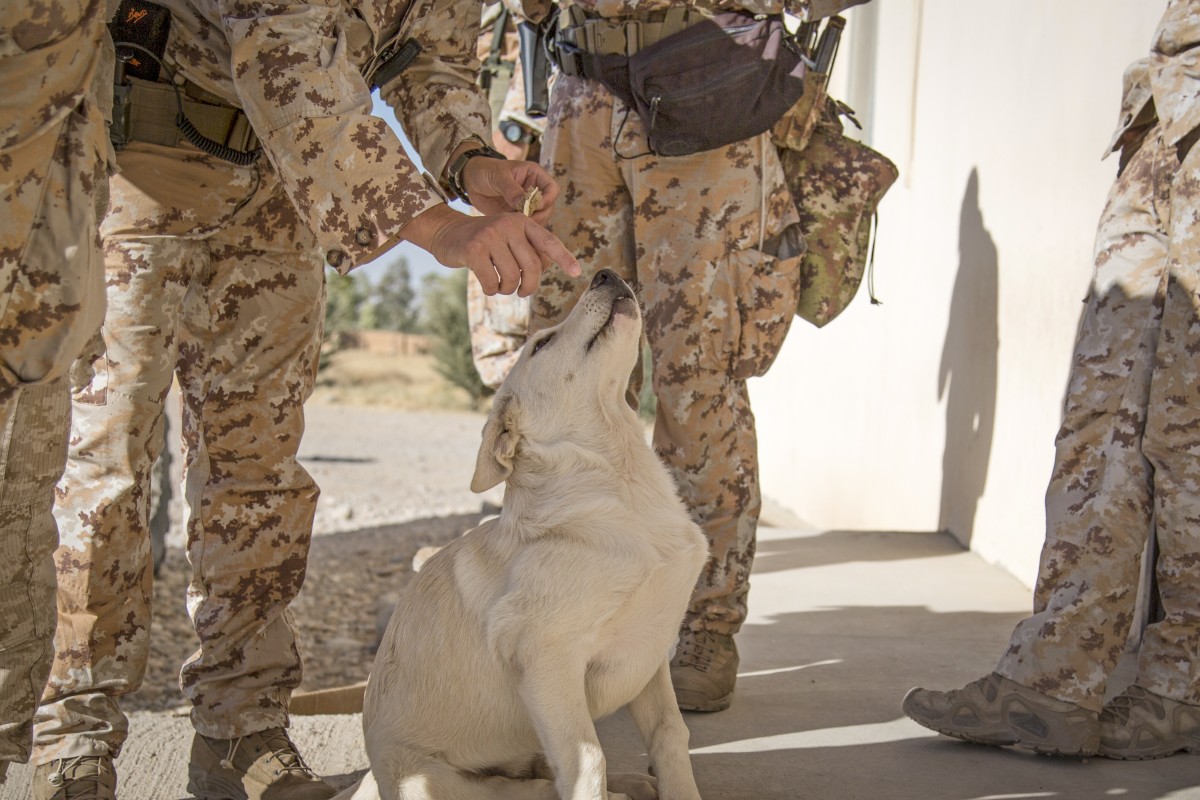 Erby of Iraq: Soldier to reunite with stray dog she adopted while ...