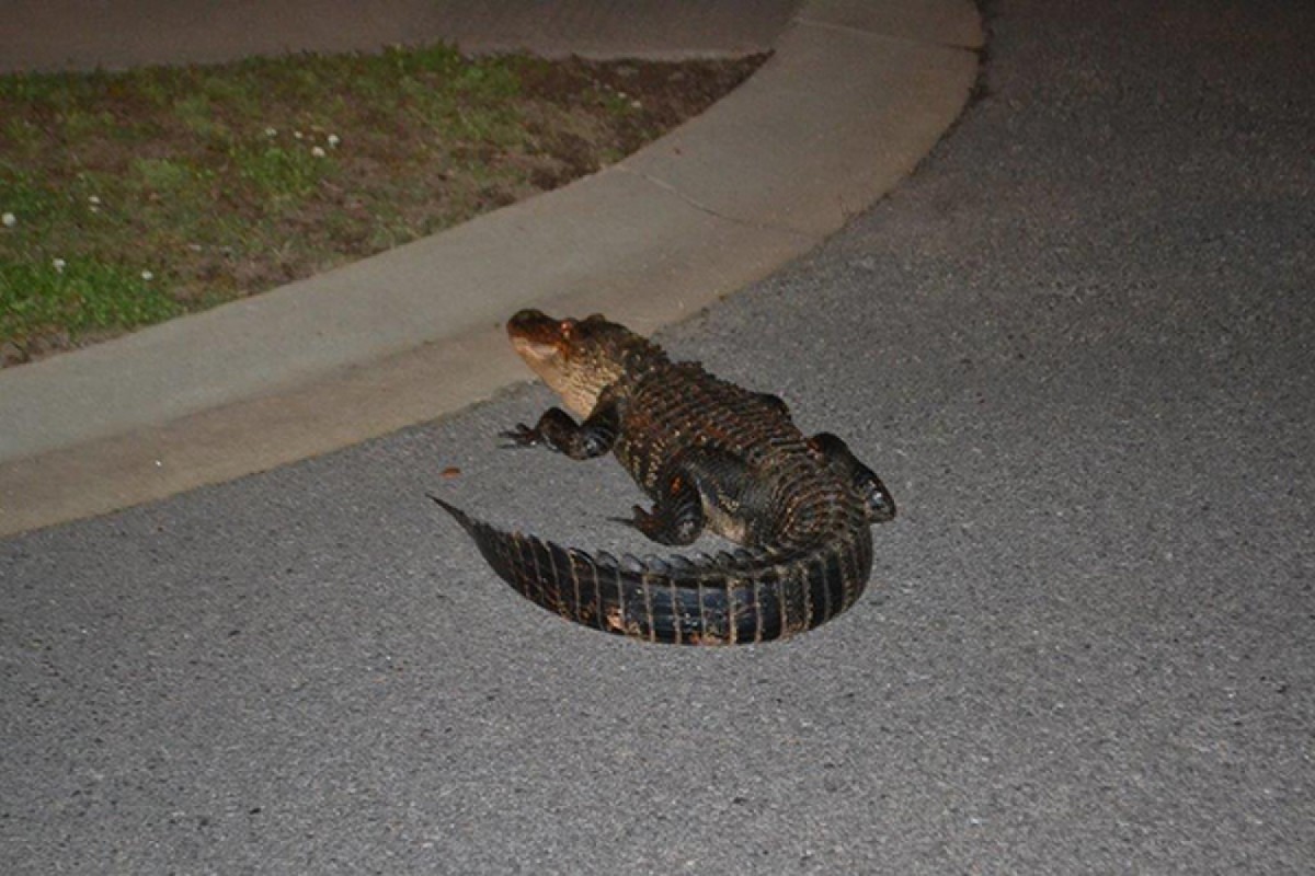 Alligators always attract attention | Article | The United States Army