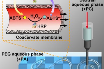 Scientists build a synthetic cell system to improve wound treatment ...