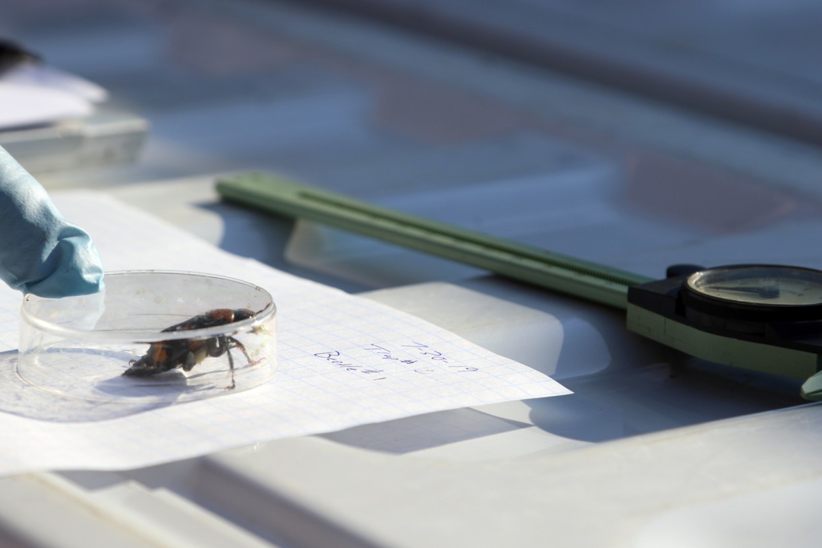 A bug's life: Protecting the American Burying Beetle | Article | The ...