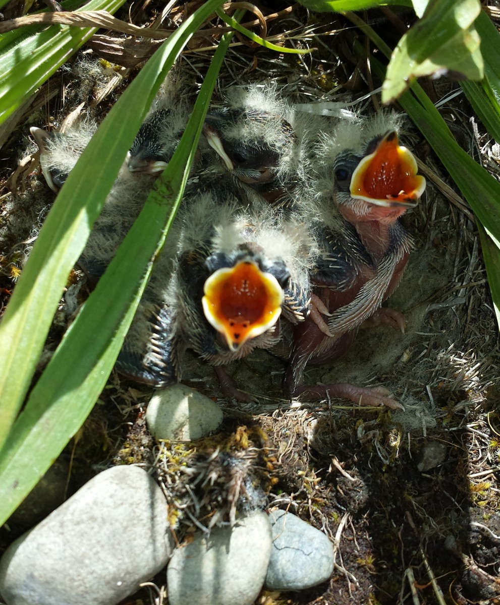 Streaked horned larks take advantage of JBLM's open spaces | Article ...