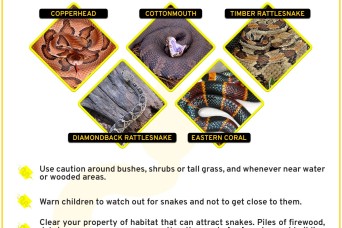The dos and don’ts of snake safety | Article | The United States Army