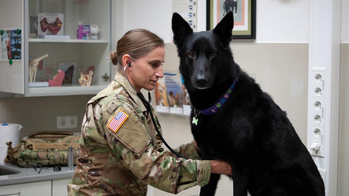 Soldier fulfills childhood dream to become veterinarian | Article | The ...