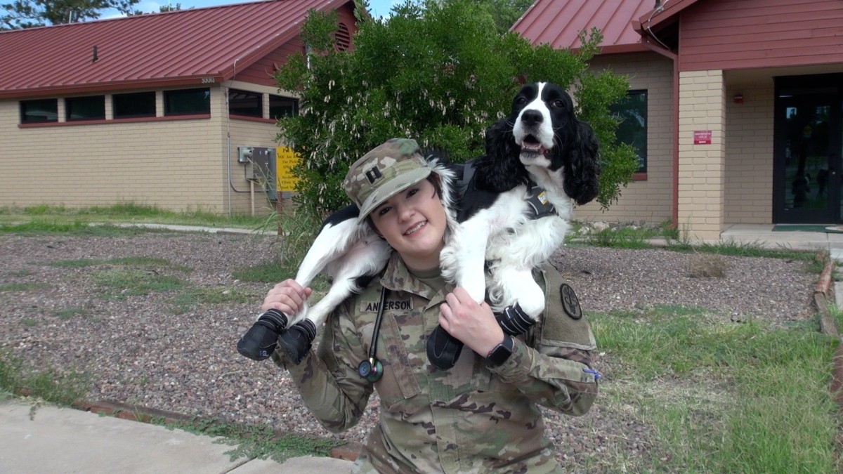 Protect your pet in dog days of summer | Article | The United States Army