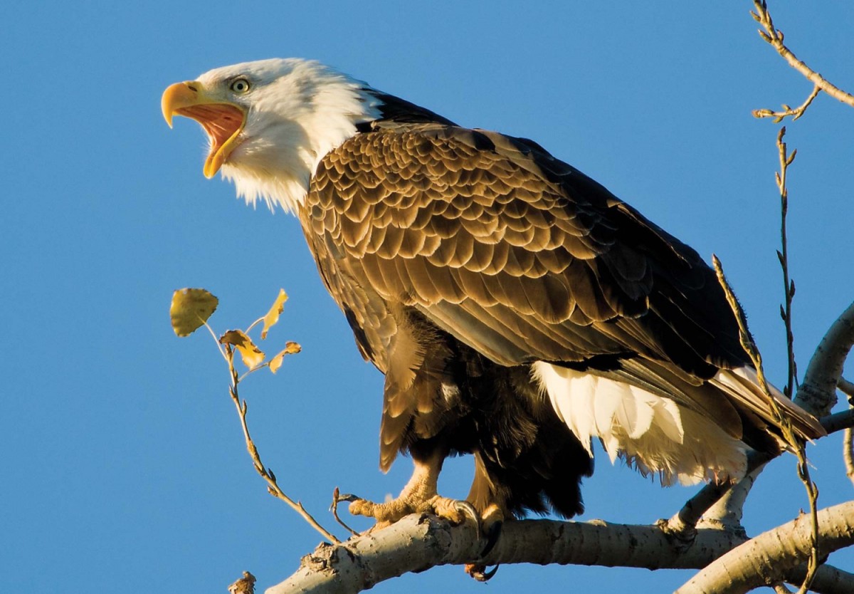 Flying high: Department of Conservation’s annual ‘Eagle Days’ revamped ...