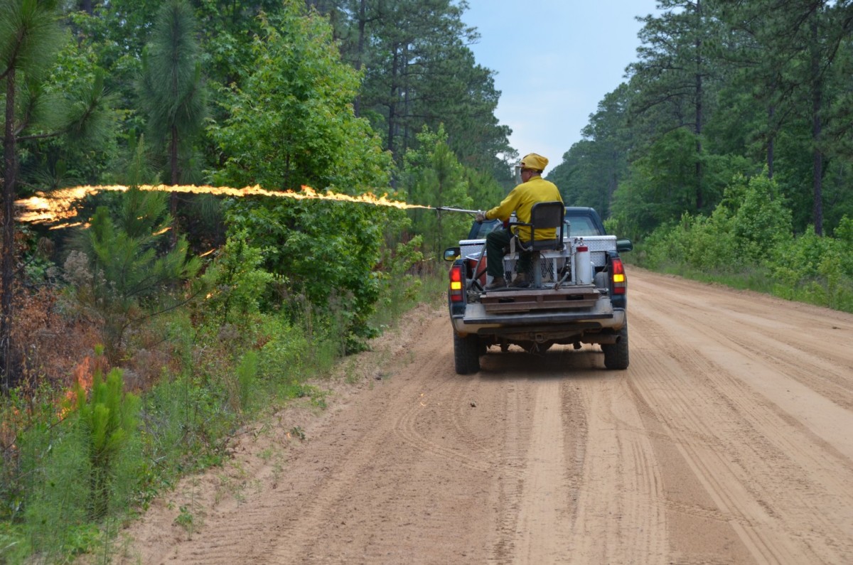 Natural resources conservation efforts at Fort Stewart receive ...