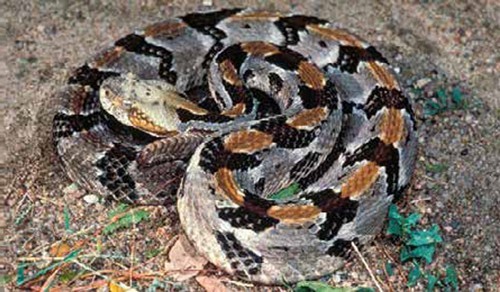 It’s spring for snakes in the Ozarks as well | Article | The United ...