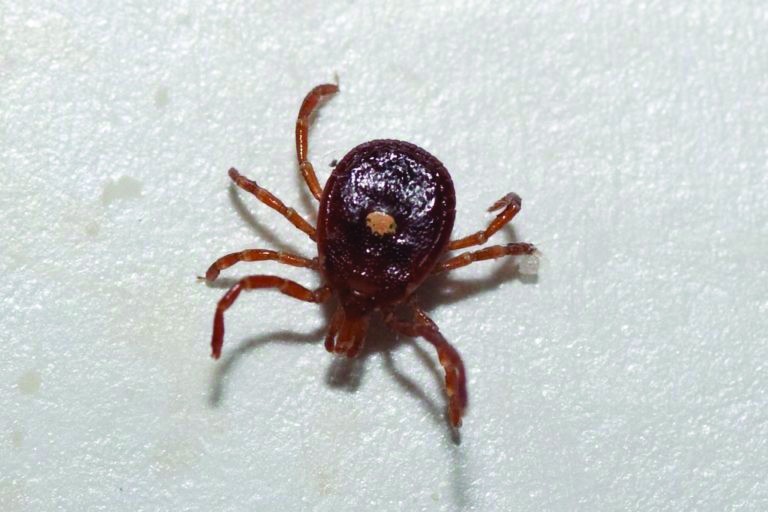 It’s tick season: Protect yourself from diseases | Article | The United ...