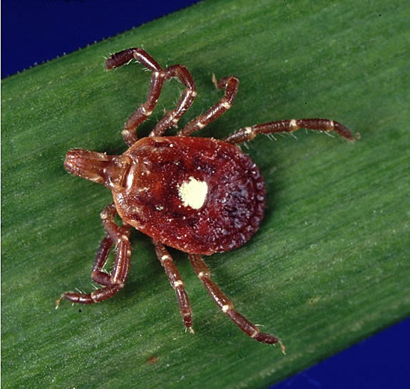 Ticks are sometimes more than just a seasonal nuisance | Article | The ...