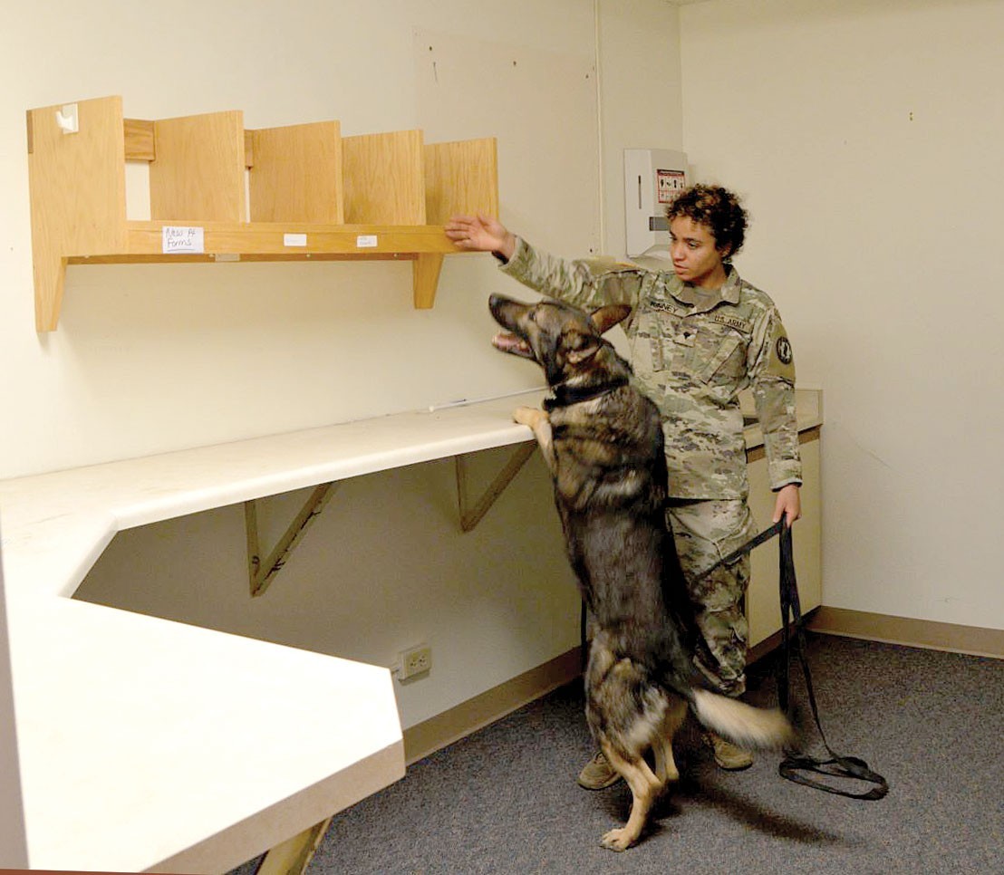 Military working dog: Local police teams collaborate for training ...