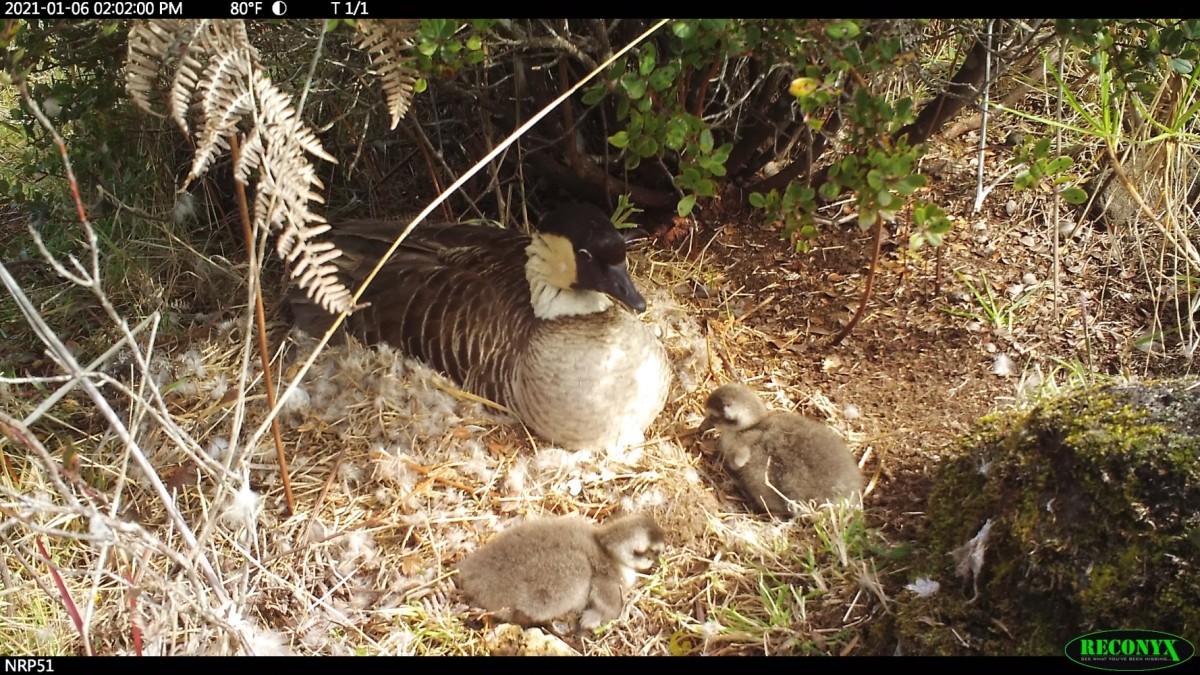 Nene population increases in Saddle Region under Army program | Article ...