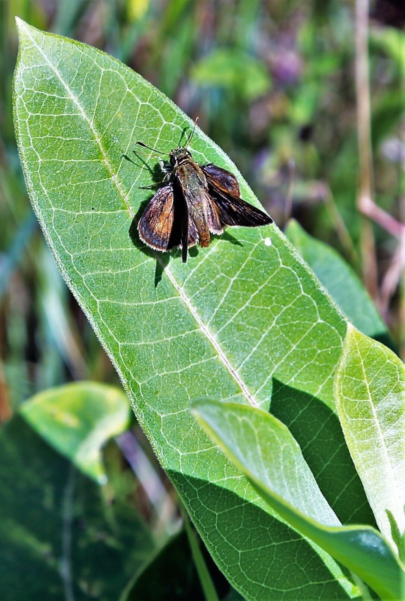 Photo Essay: Fort McCoy supports special butterfly field day for ...
