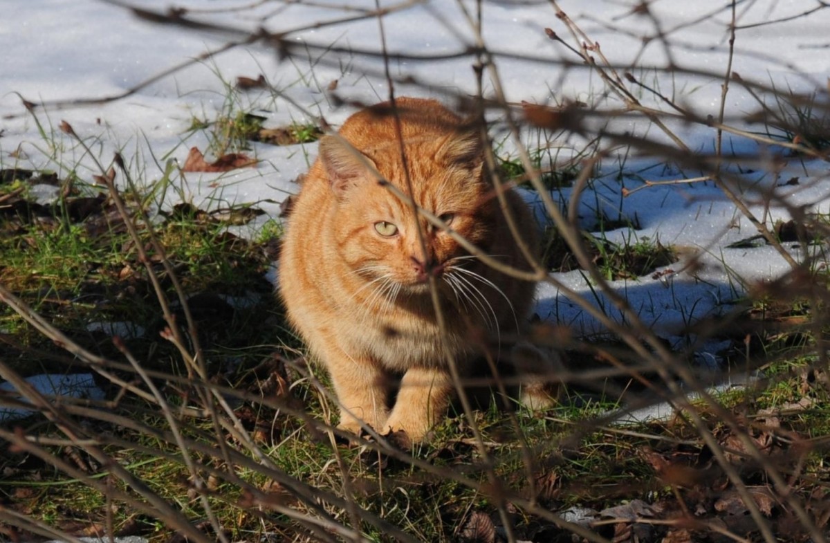 Disease, human injury among potential dangers of wayward critters ...