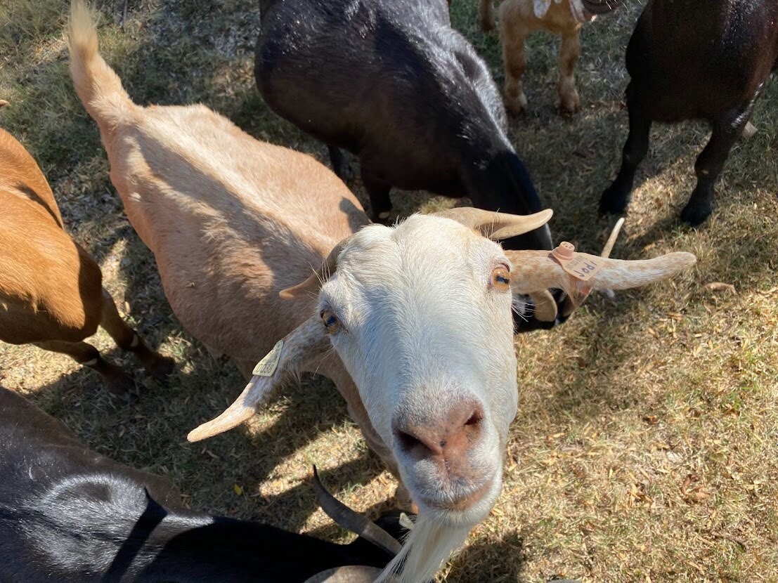 Got goats? A different approach on invasive species management ...