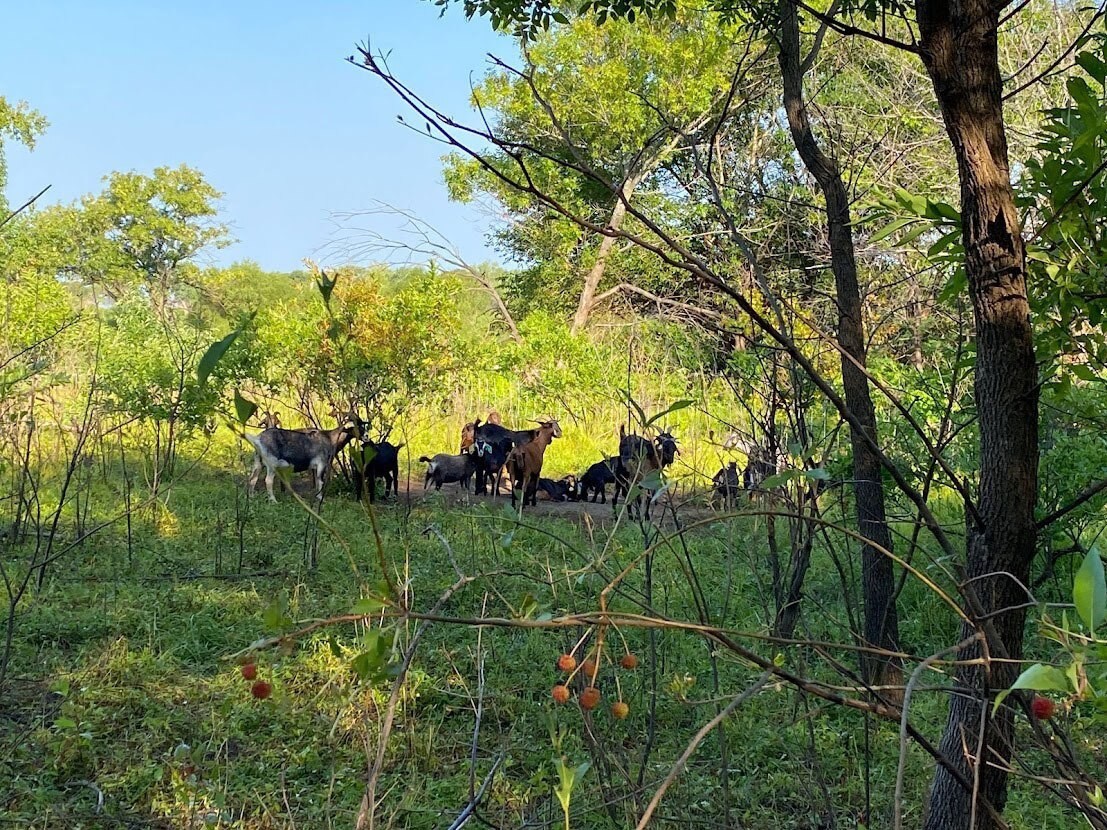 Got goats? A different approach on invasive species management ...