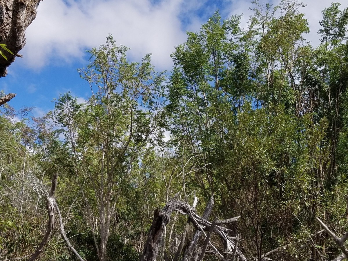 Turning sunlight into sugar - Hawaiian ʻakoko trees do it differently ...