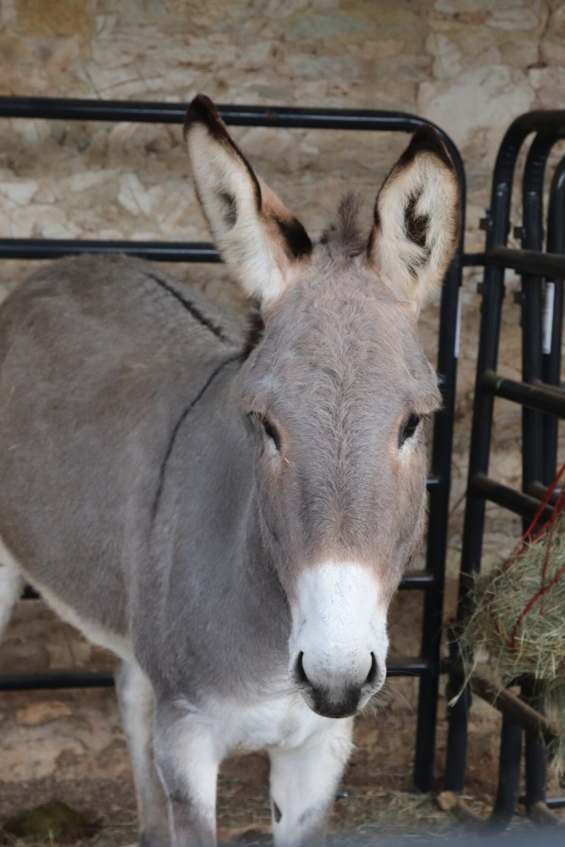 Big Deuce keeps Vangjel company as he recovers | Article | The United ...