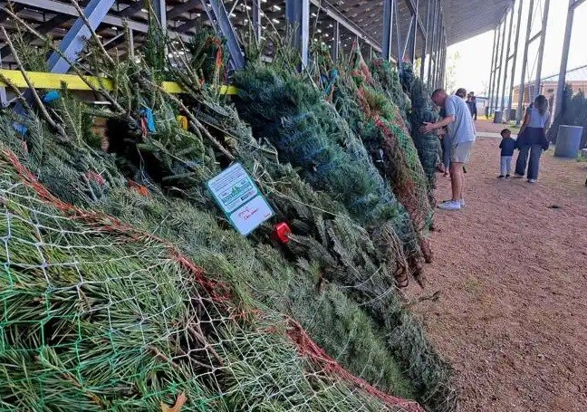 Trees for Troops deliver holiday joy | Article | The United States Army