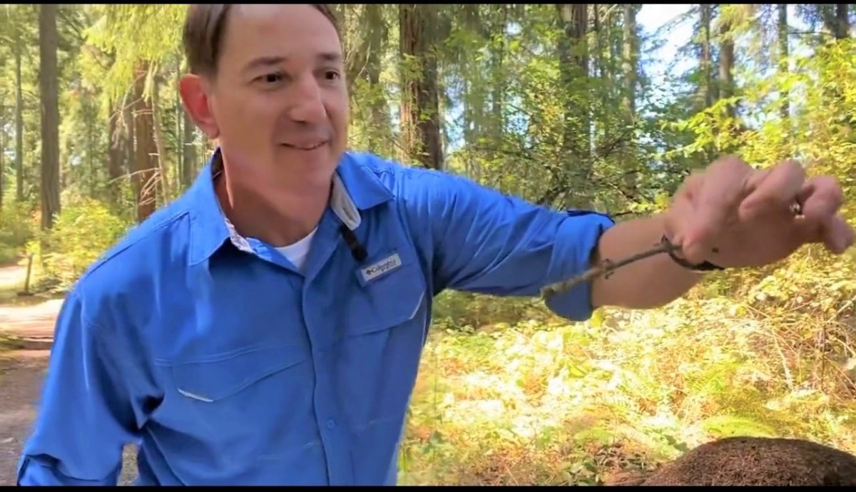 There’s a lot boiling below those mounds of Thatcher Ants | Article ...