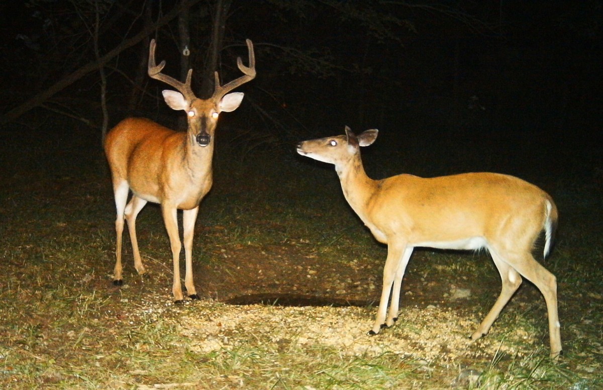 ‘What’s going on with hunting?’ — Wildlife biologist offers tips for ...