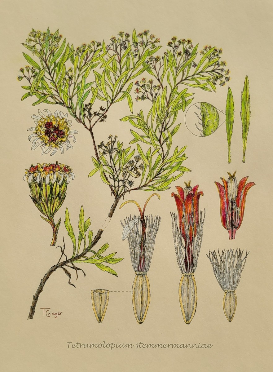 New Species of Pamakani Unveiled: Tetramolopium stemmermanniae ...