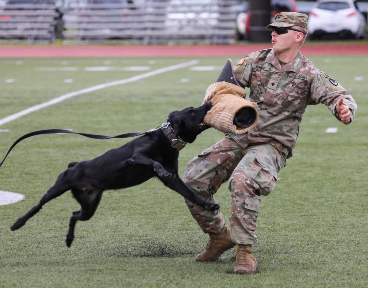 Military working dogs sniff out narcotics, display skills for anti-drug ...