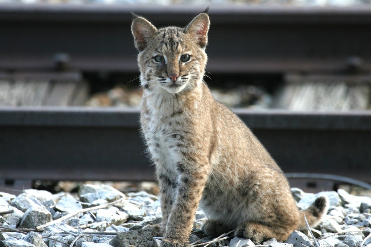 Array of animals and plants can be found at Holston Army Ammunition ...