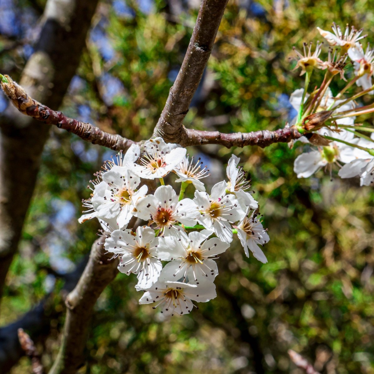 Beware the allure of Callery ‘Bradford’ pear trees | Article | The ...