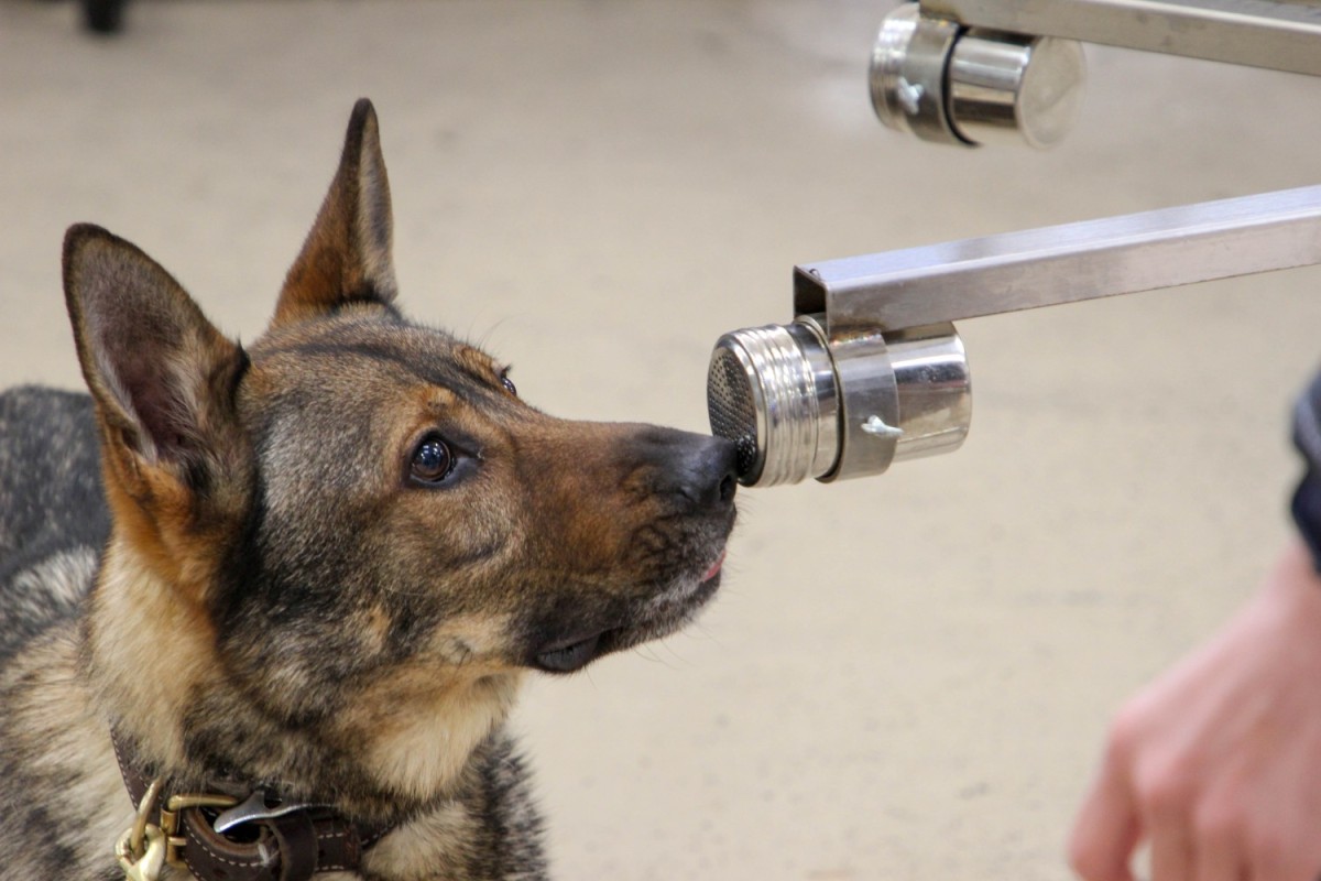 Army lab supports four-legged warfighters in explosive detection ...