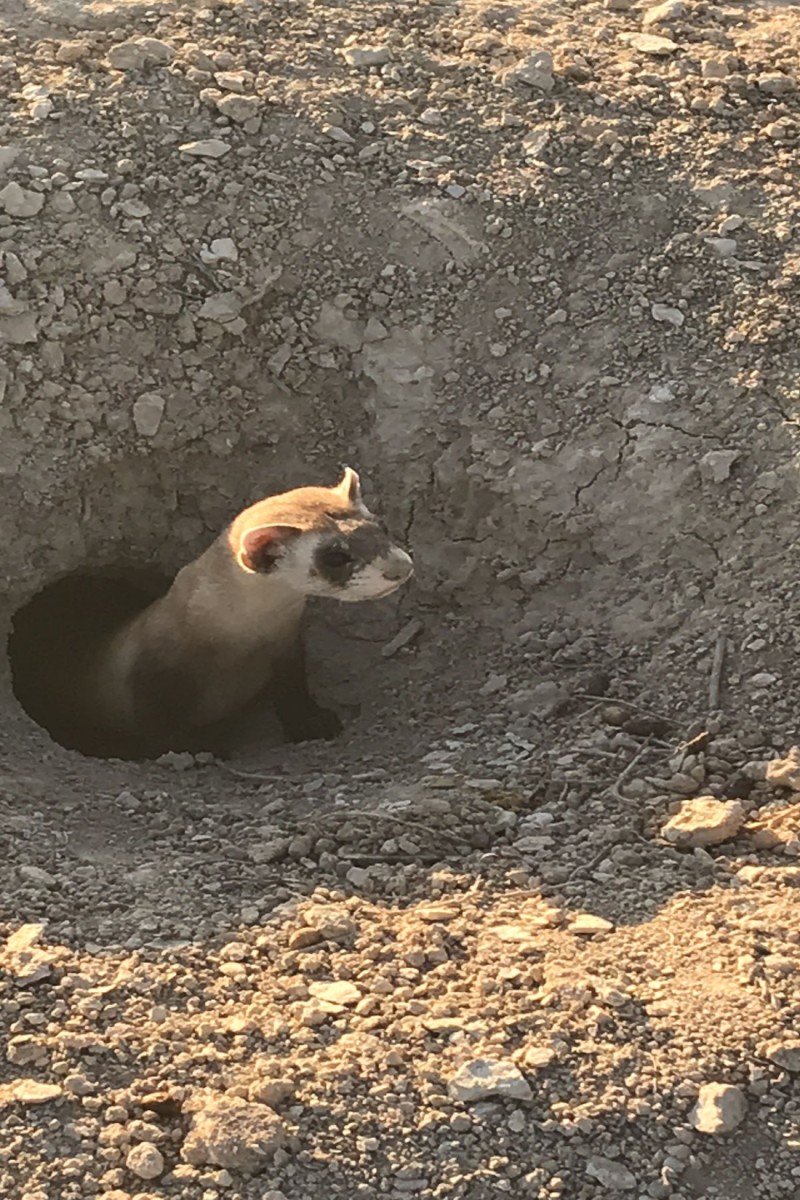 Endangered black-footed ferret and other species protected at closing Amy installation | Article ...