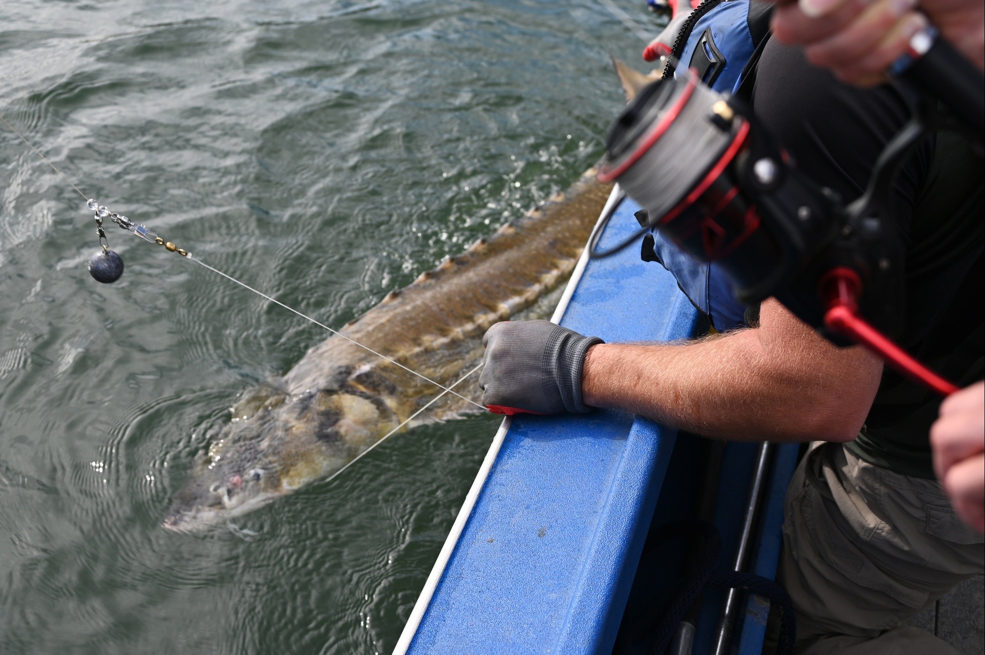 USACE fishes for data to help save Green Sturgeon | Article | The ...
