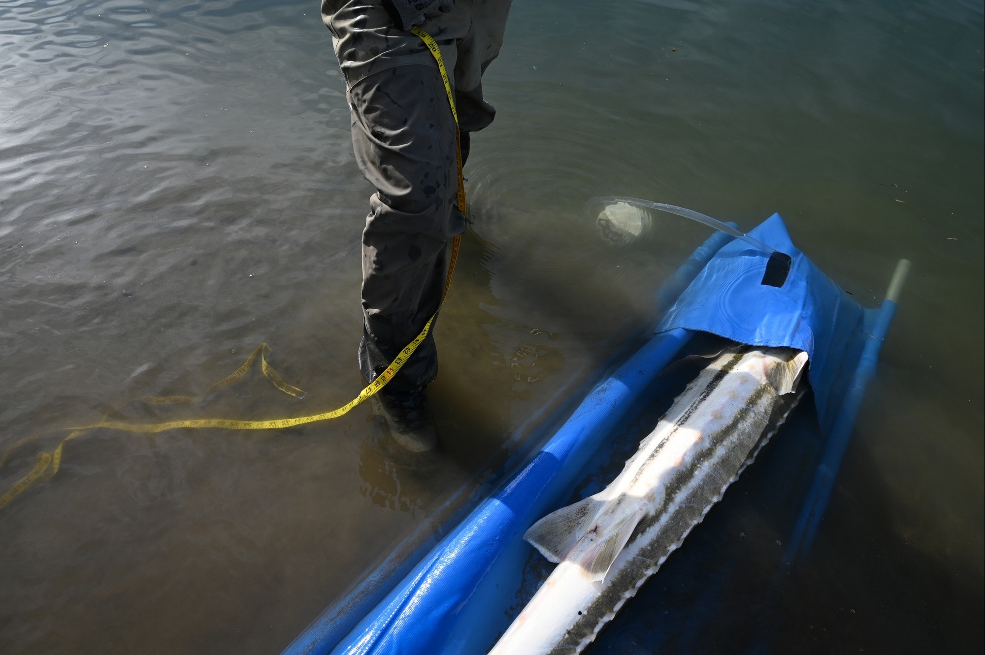 USACE fishes for data to help save Green Sturgeon | Article | The ...