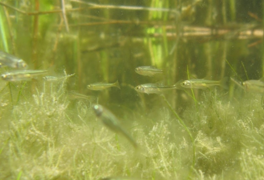 Thirteen years and counting: Least chubs thrive at Tooele Army Depot ...