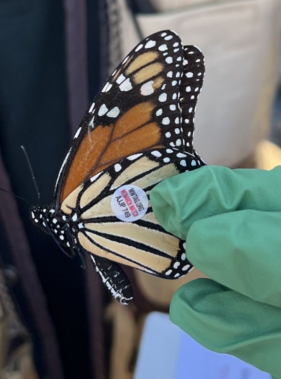 Citizen scientists tag, learn about monarch butterflies | Article | The ...