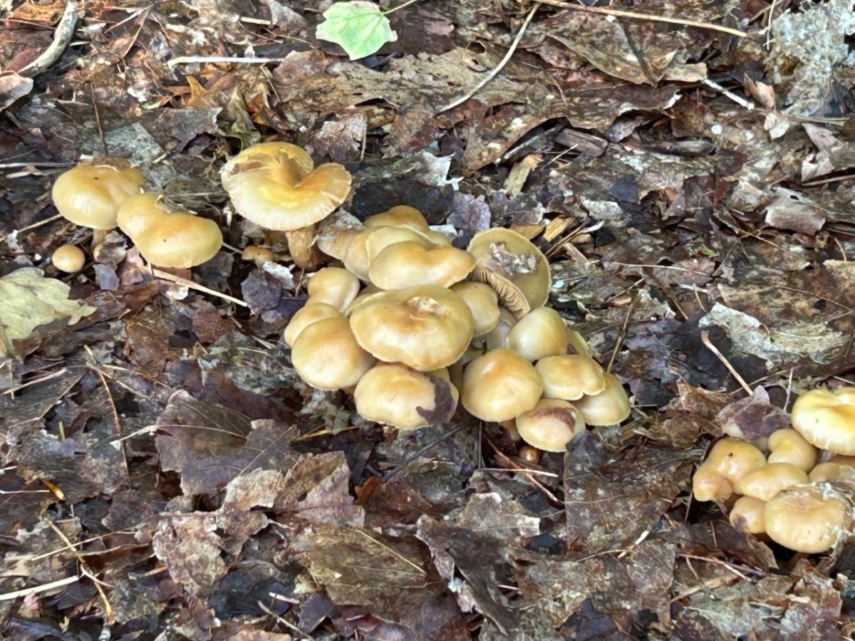 Fort Drum Safety Office cautions against picking wild mushrooms on post ...