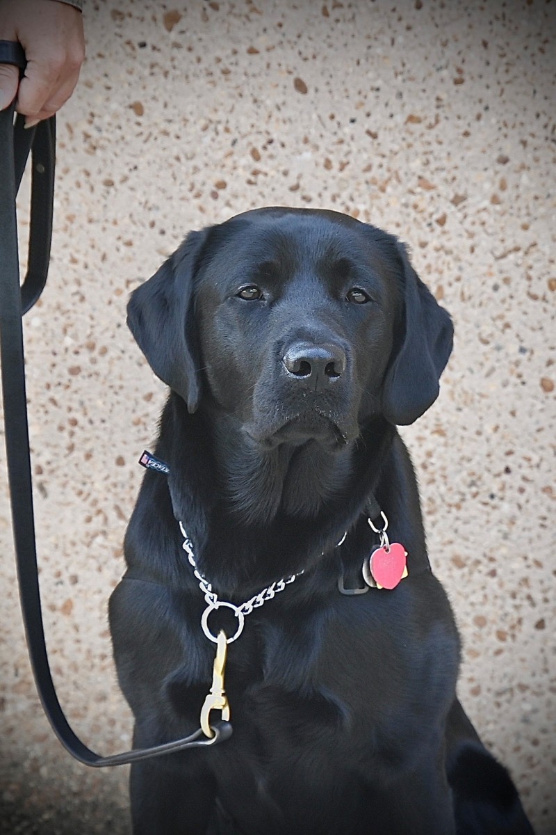 Four-Legged Teammate Joins the BJACH Behavioral Health Department ...
