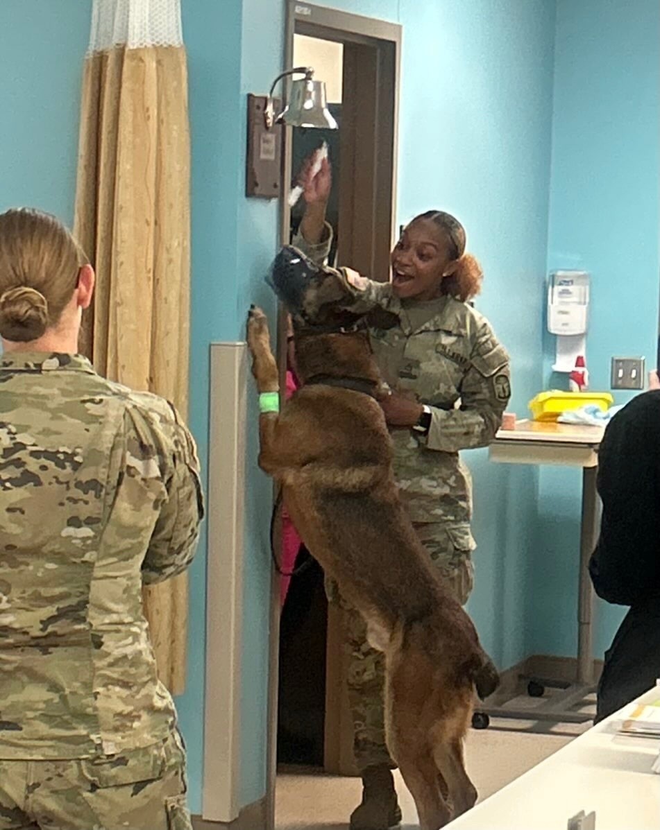 Fort Bragg Working Dog Gets a Fighting Chance at WAMC | Article | The ...