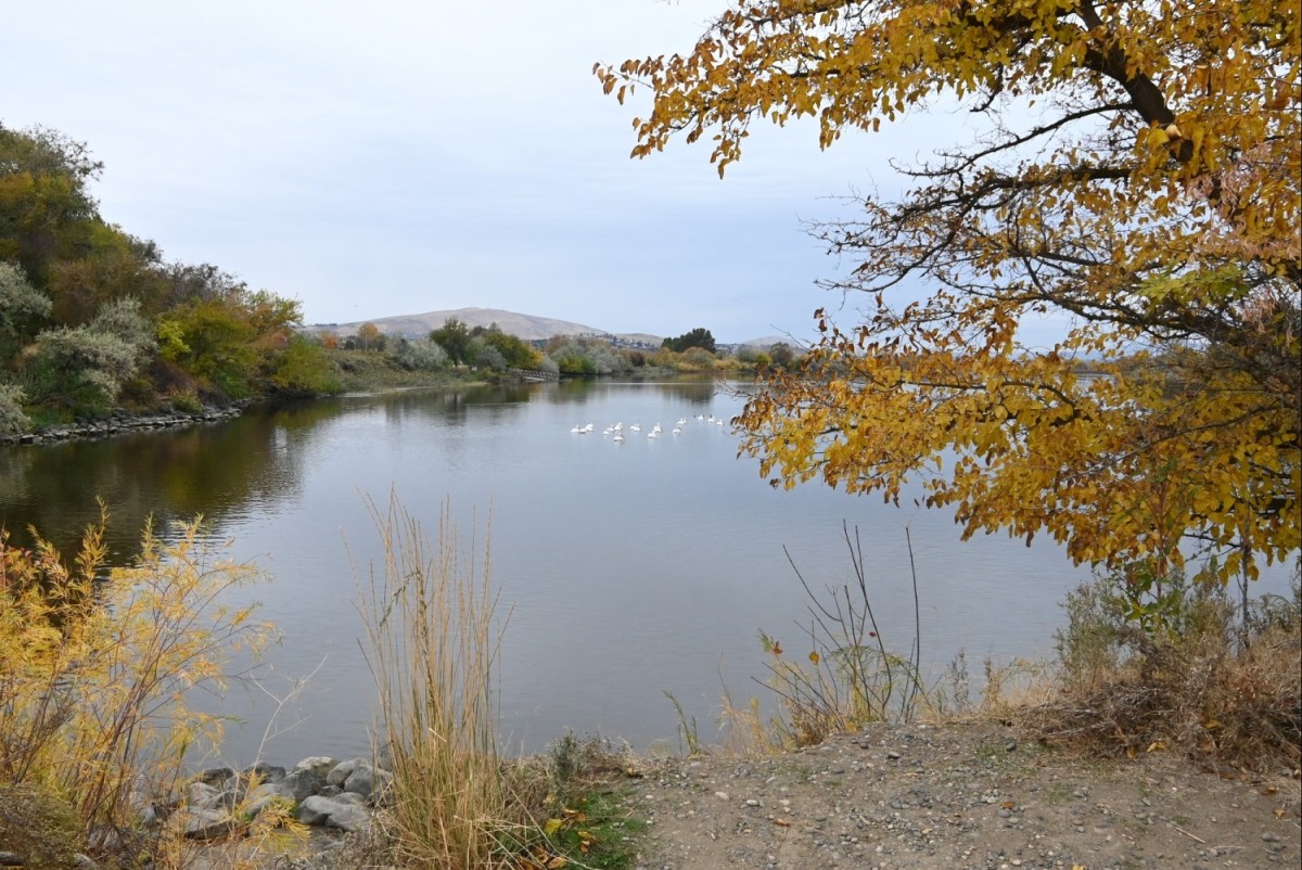 Yakima Delta Leadership Team Advances Bateman Island Causeway Removal ...