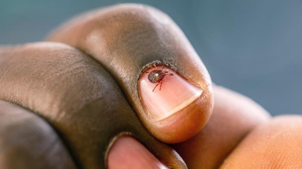 Lone Star threat: the tick that gives way more than it gets | Article ...